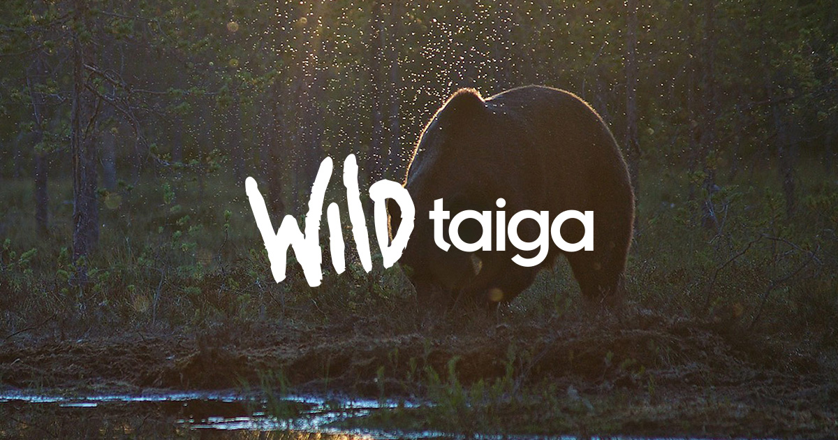 Die echte nordische Wildnis - Wild Taiga